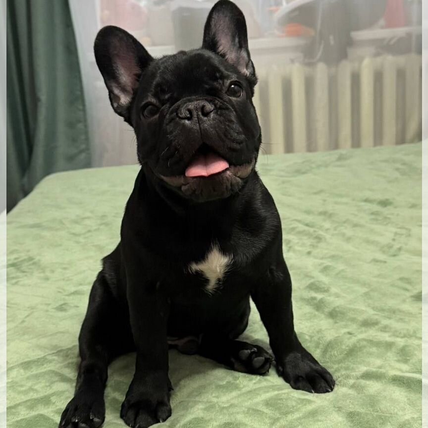 Французский бульдог, вязка