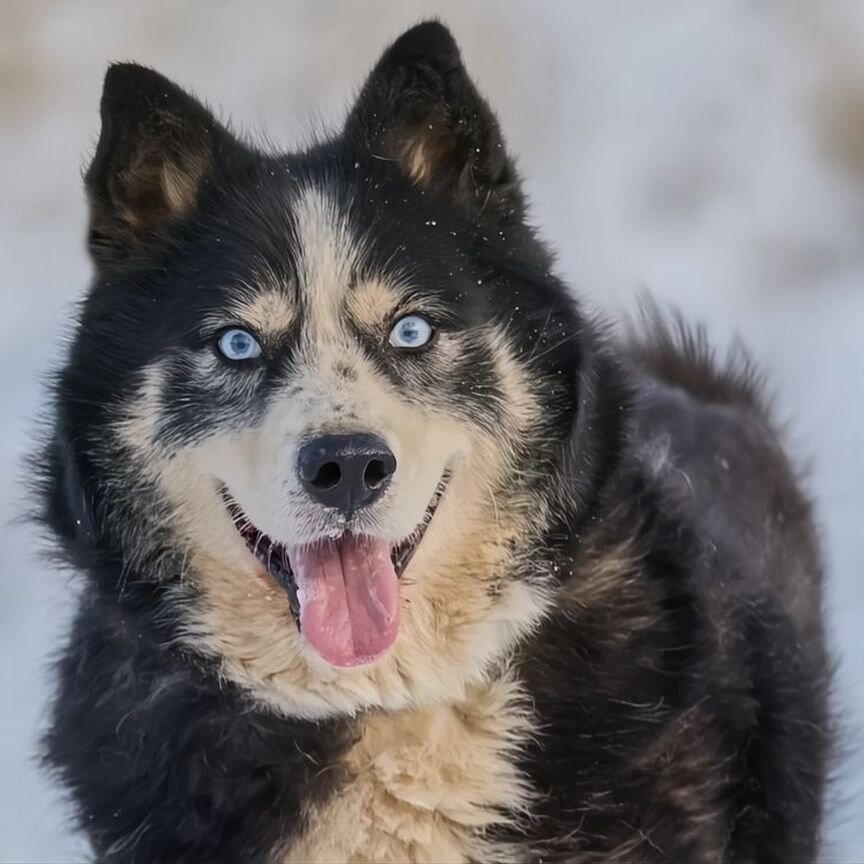 Сибирский хаски, взрослая собака
