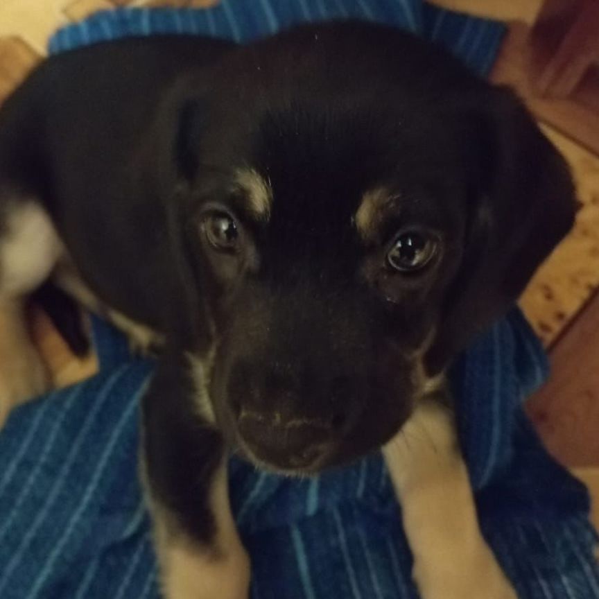 Щенок в добрые руки