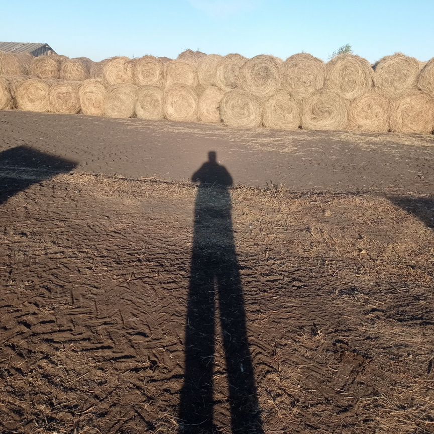 Продам сено в рулонах