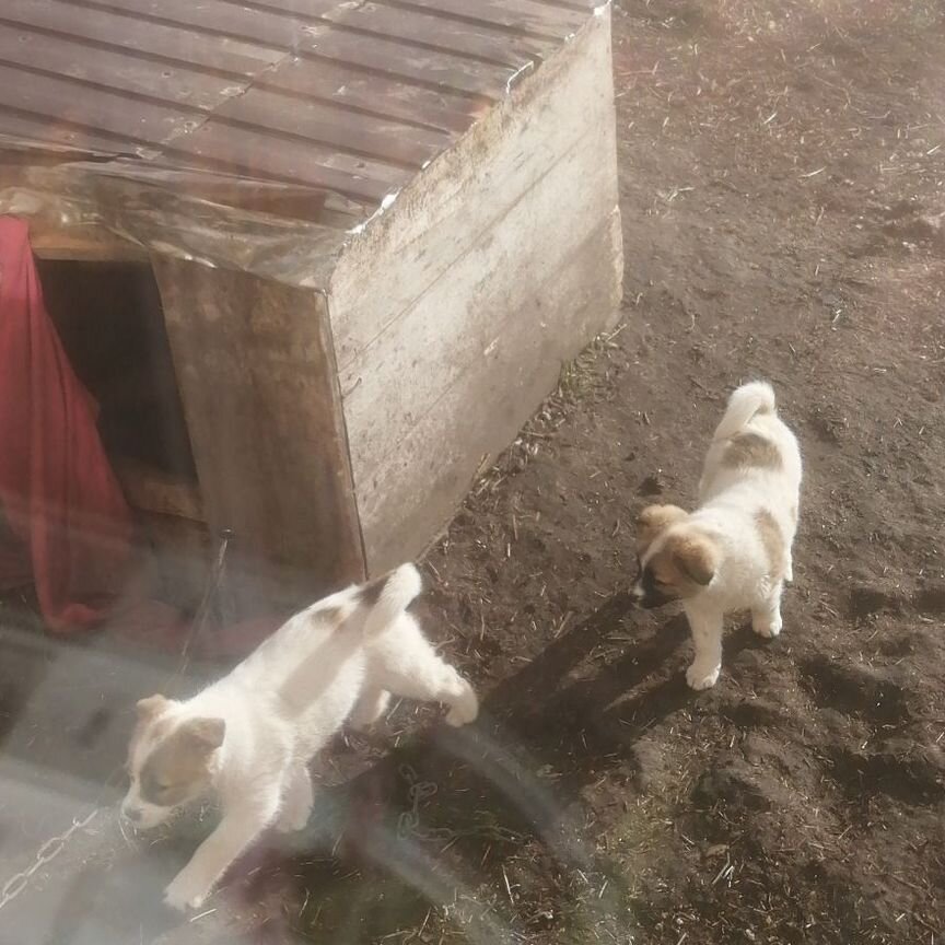 Щенок в добрые руки