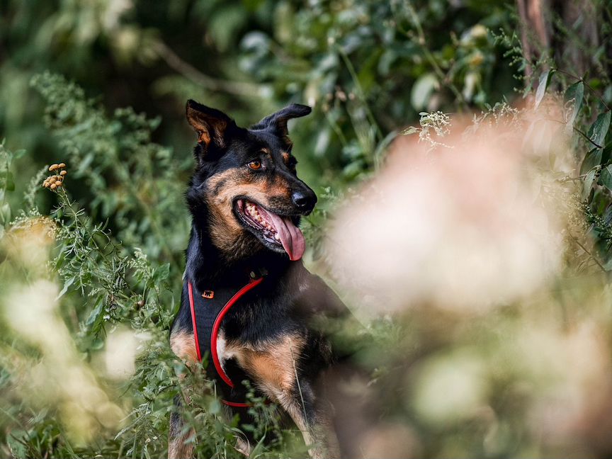 Собака для тех, кто любит открывть что-то новое