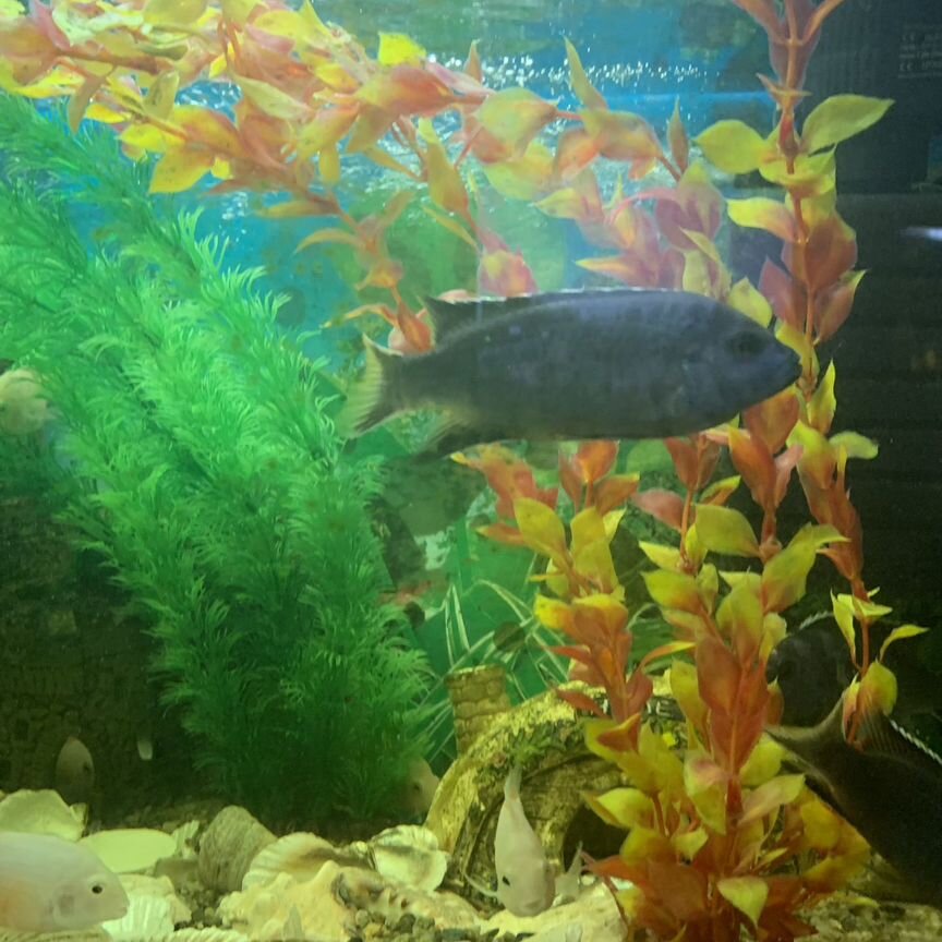 Рыбки цихлиды