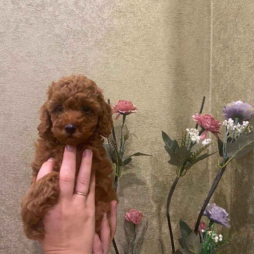 Щенки пуделя