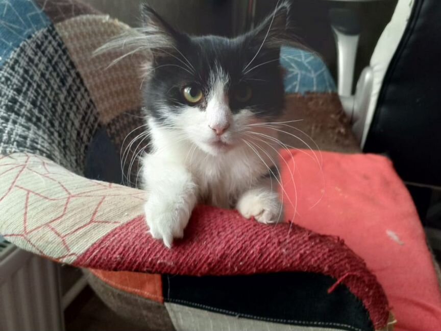 Котенок пушистая девочка