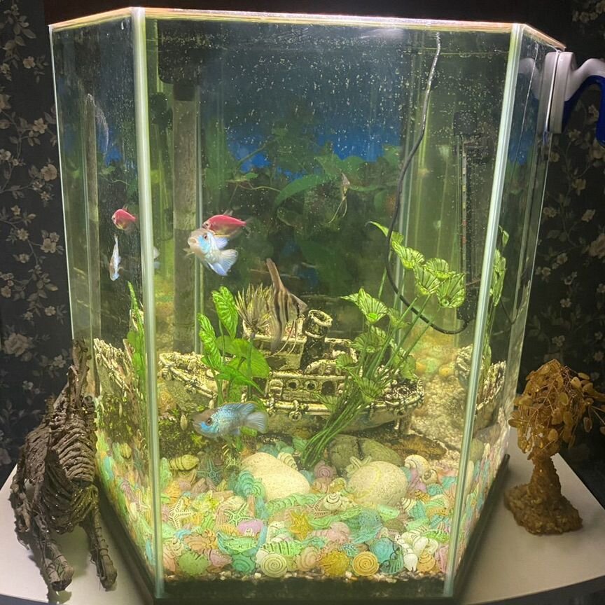Аквариум с рыбками