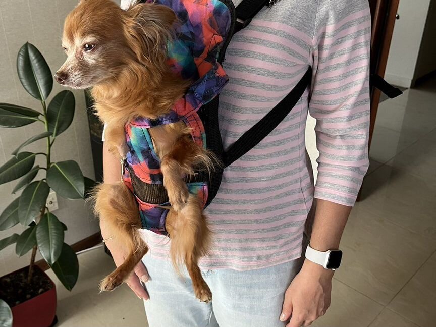 Рюкзак для носки маленьких собак