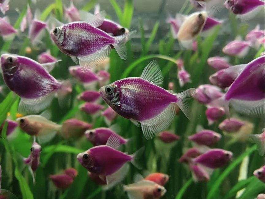 Тернеция глофиш