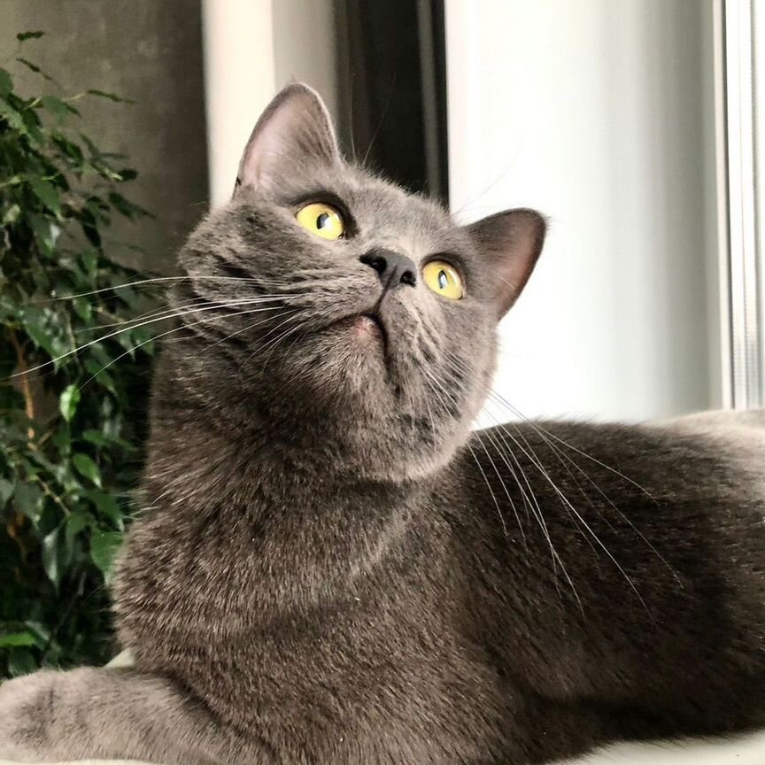 Мартин ищет дом