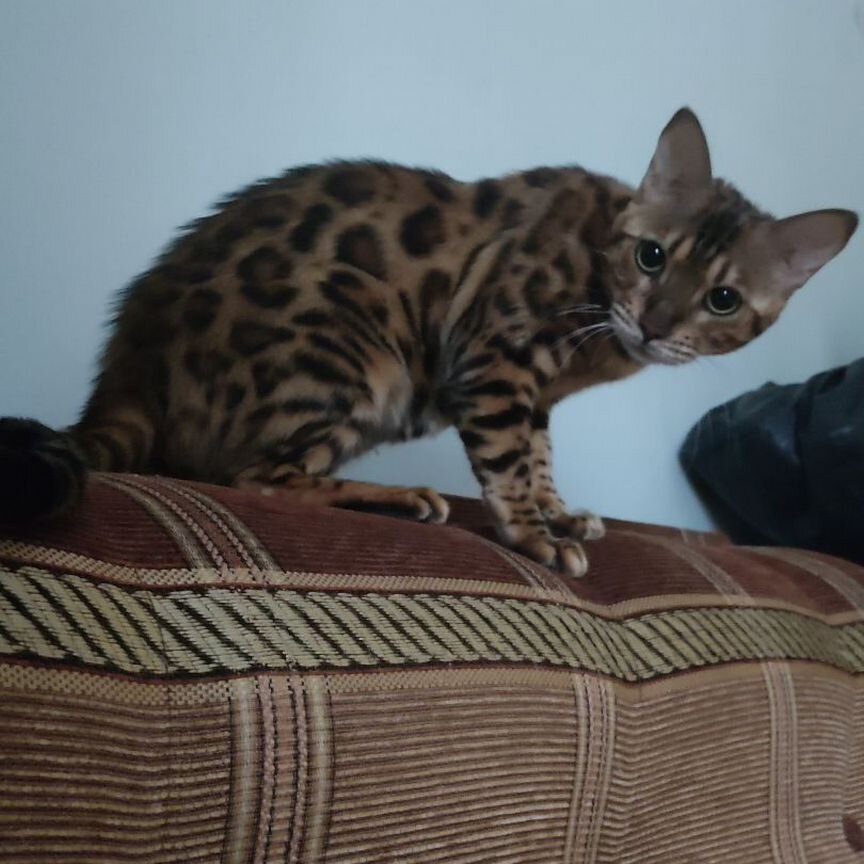 Ищем жениха вязка бенгалка