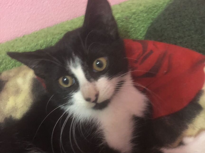 Озорной мальчишка 3 мес