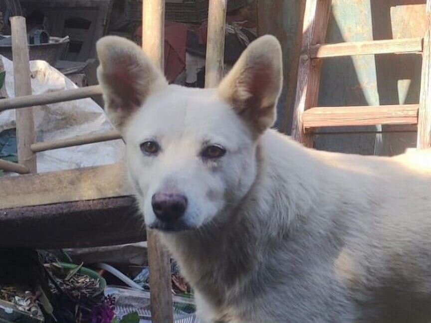 Собака на погибель