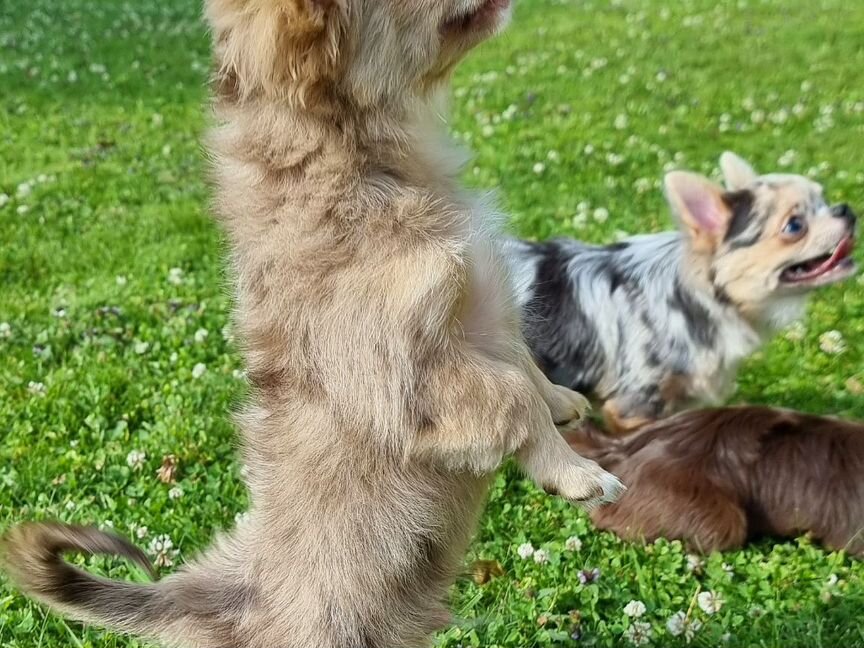 Чихуахуа чудо мальчик в редком окрасе мерле