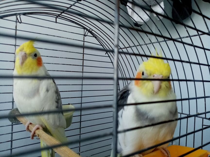 Попугай корелла