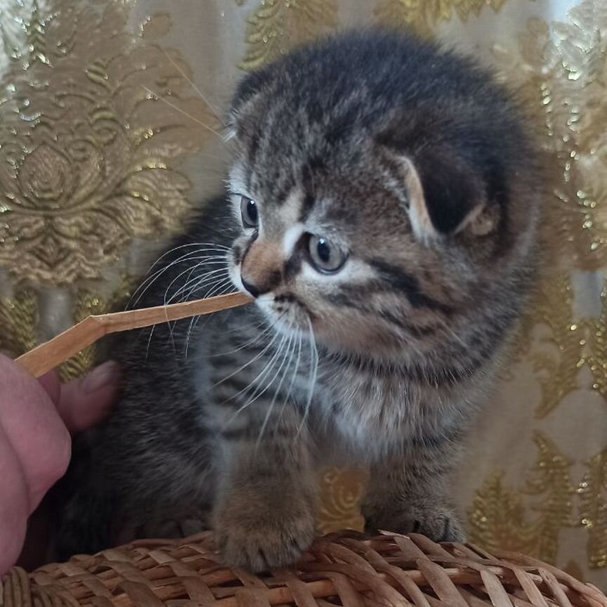 Шотландские вислоухие котята