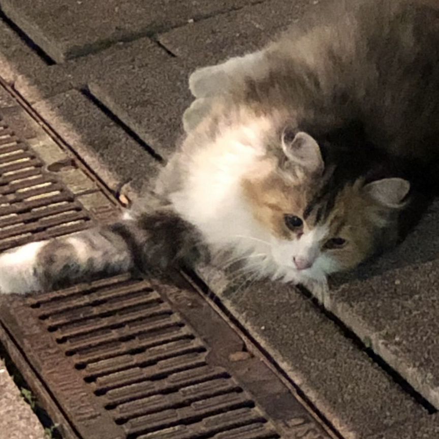 Кошачий шедевр сибирский