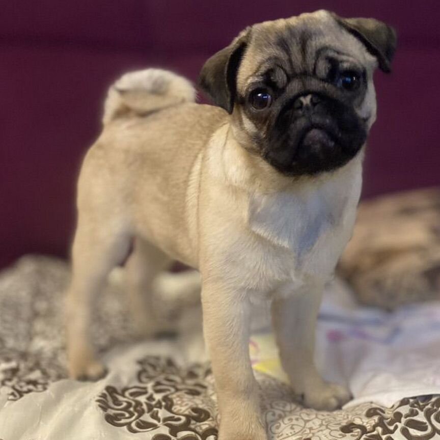 Мопс, щенок