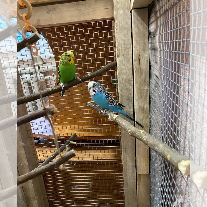 Волнистый попугай