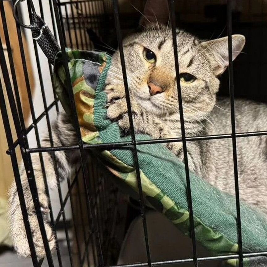 Котёнок Максимка с трудной судьбой, 8 месяцев