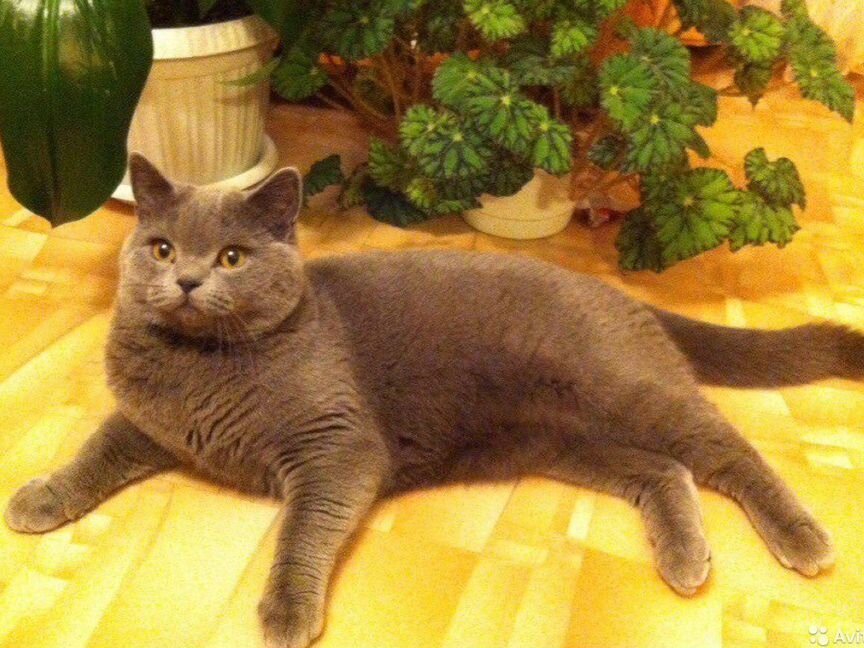 Вязка с британским котом