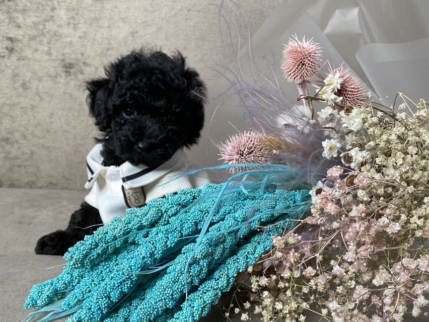 Мальчик той пуделек черного окраса 1,5 мес