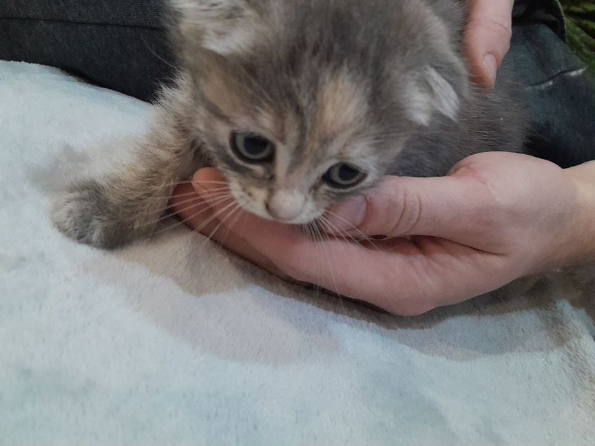 Кошка