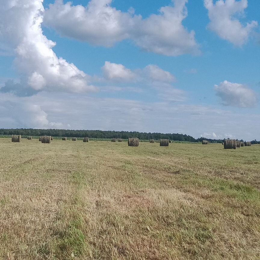 Продам сено в рулонах