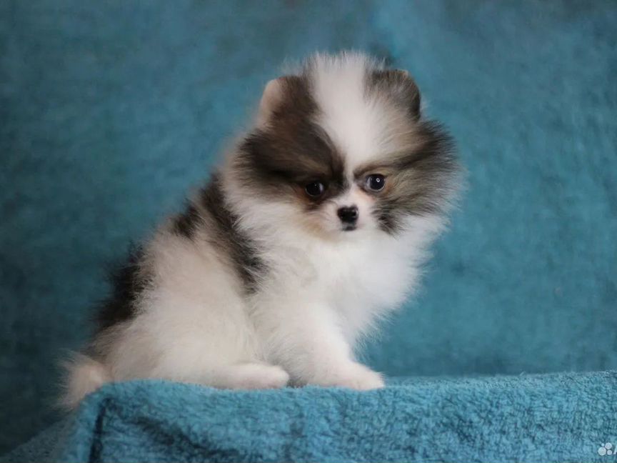 Шпиц мальчик