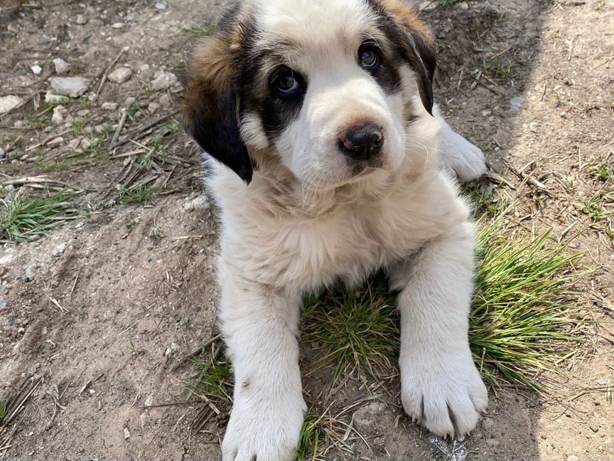 Щенок мальчик