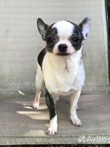 Чихуахуа девочка, 1,5 года