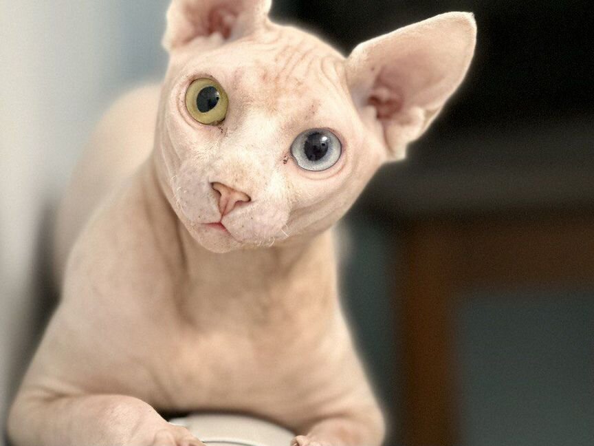 Ищем кошку для вязки