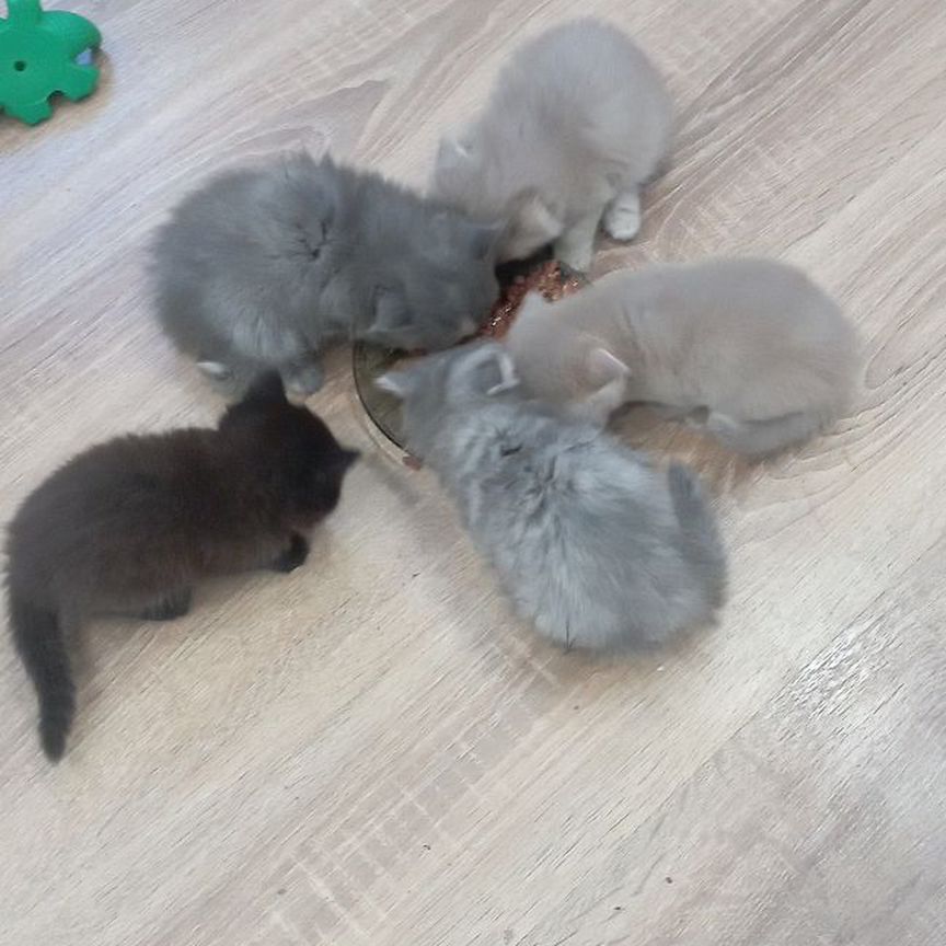 Шотландские кошечки