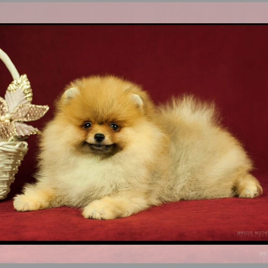 Померанский шпиц, щенок