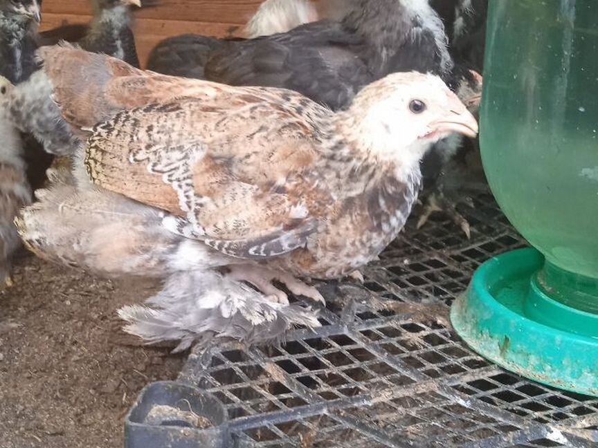 Цыплята несушки