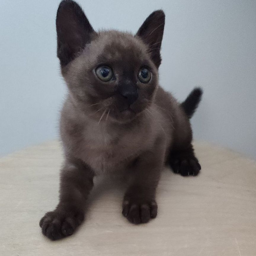 Европейский бурманский котёнок