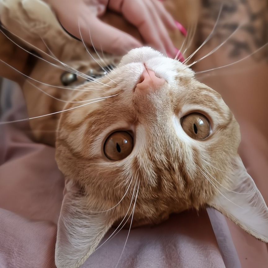 Европейский короткошёрстный котёнок