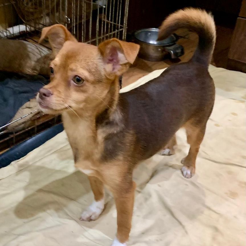 Собачка в добрые руки