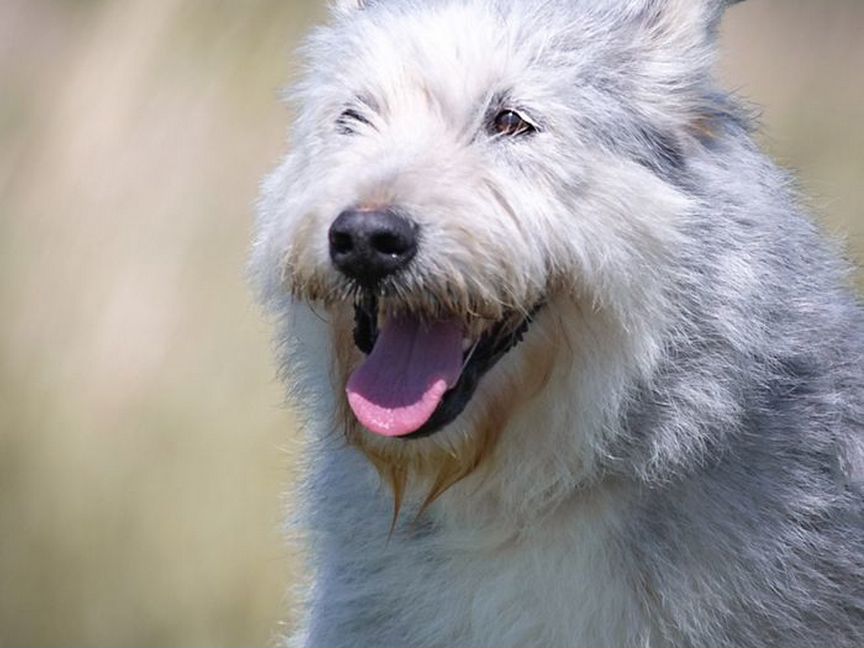 Большая Медведица. Махася в добрые руки