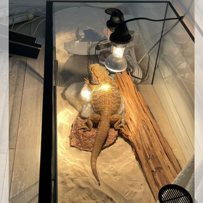 Кормовые тараканы