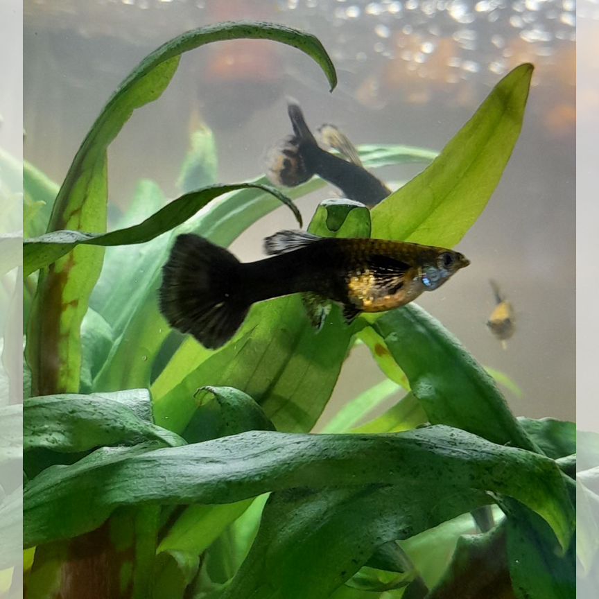 Аквариумные рыбки Гуппи