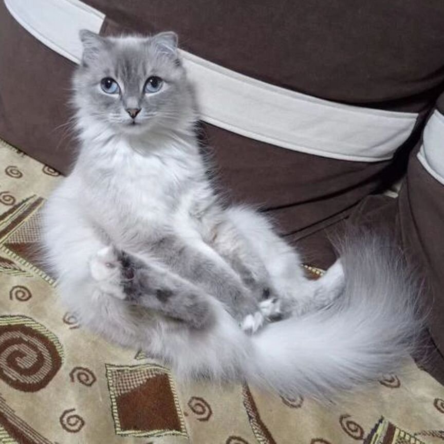 Взрослая, кошка в добрые руки