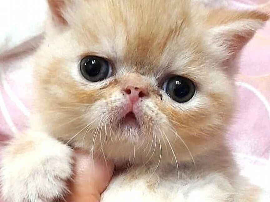 Экзотическая кошечка