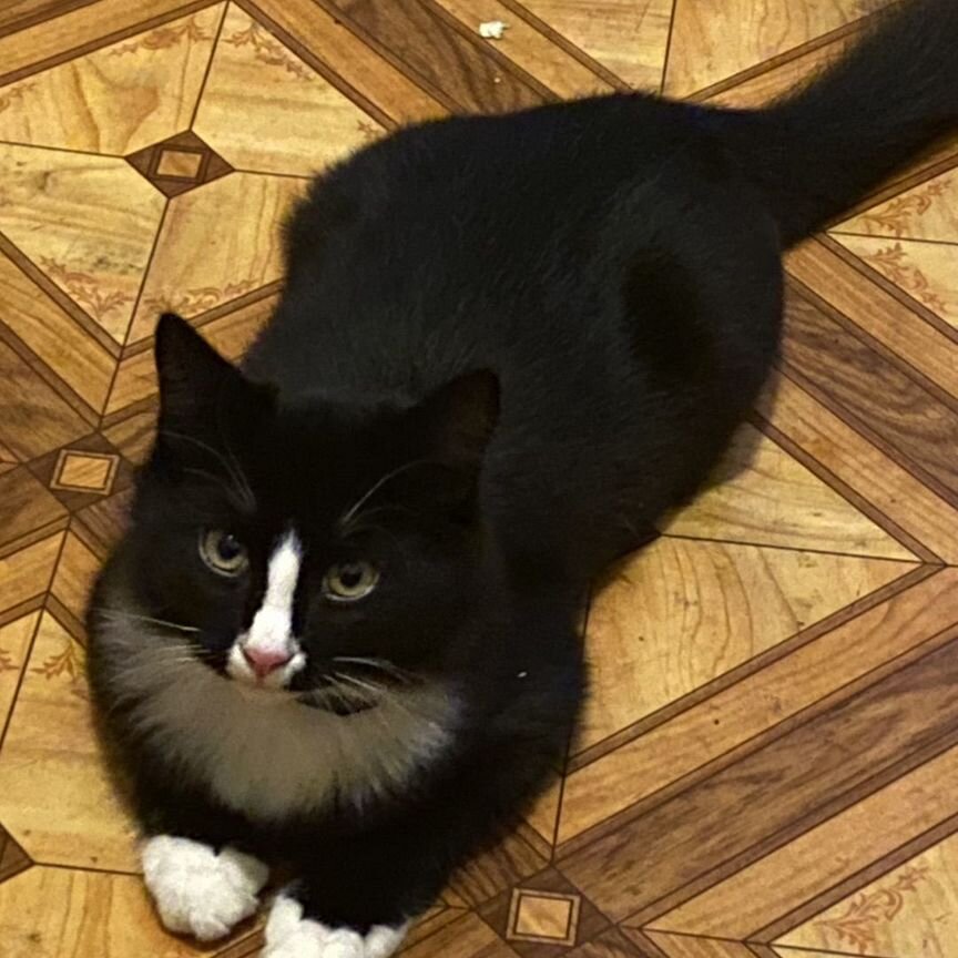 Котенок мальчик в добрые руки
