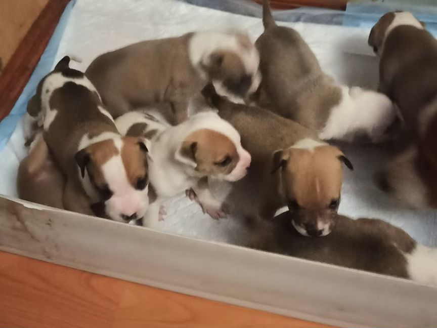 Щенки американского стаффорда