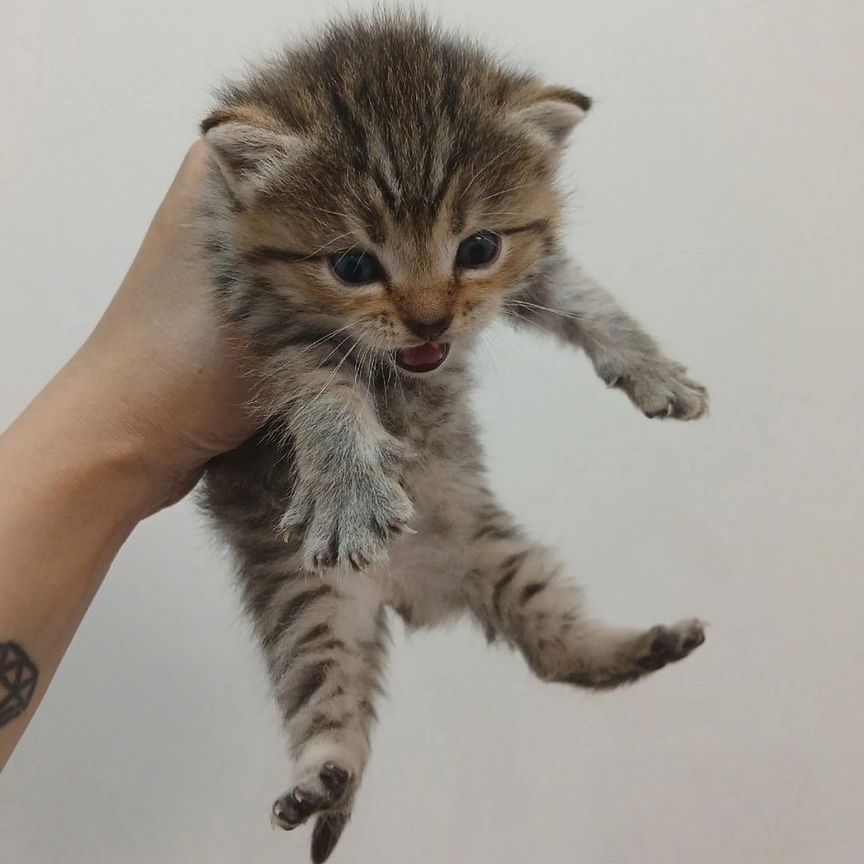 Котёнок в добрые руки
