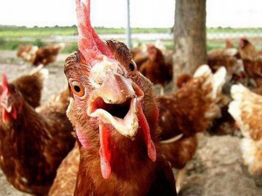 Куры несушки ломан braun