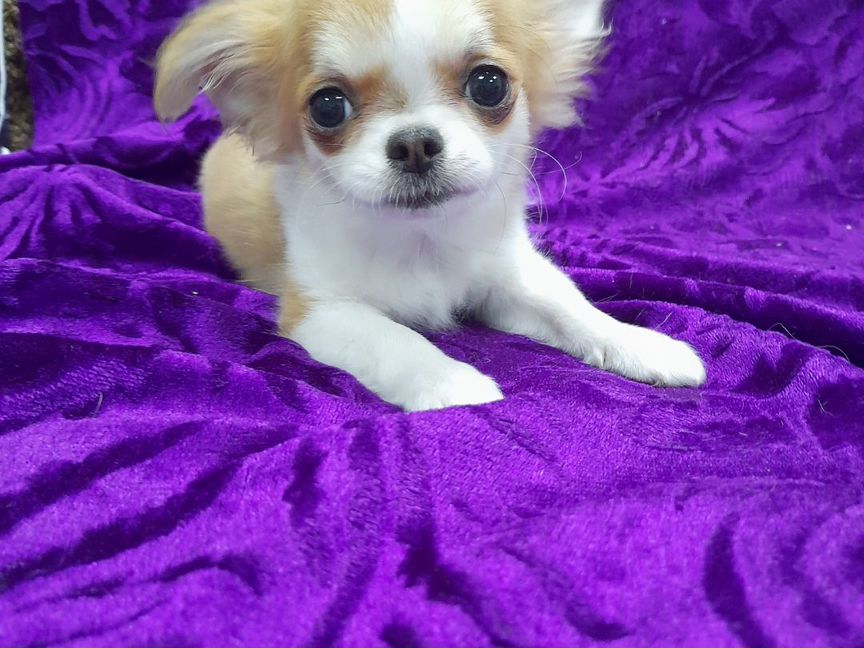 Чихуахуа мини