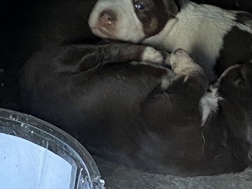 Отдам в добрые руки щенят