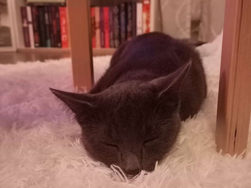 Молодая кошечка