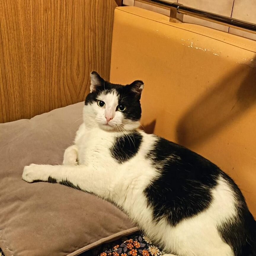 Котик в добрые руки